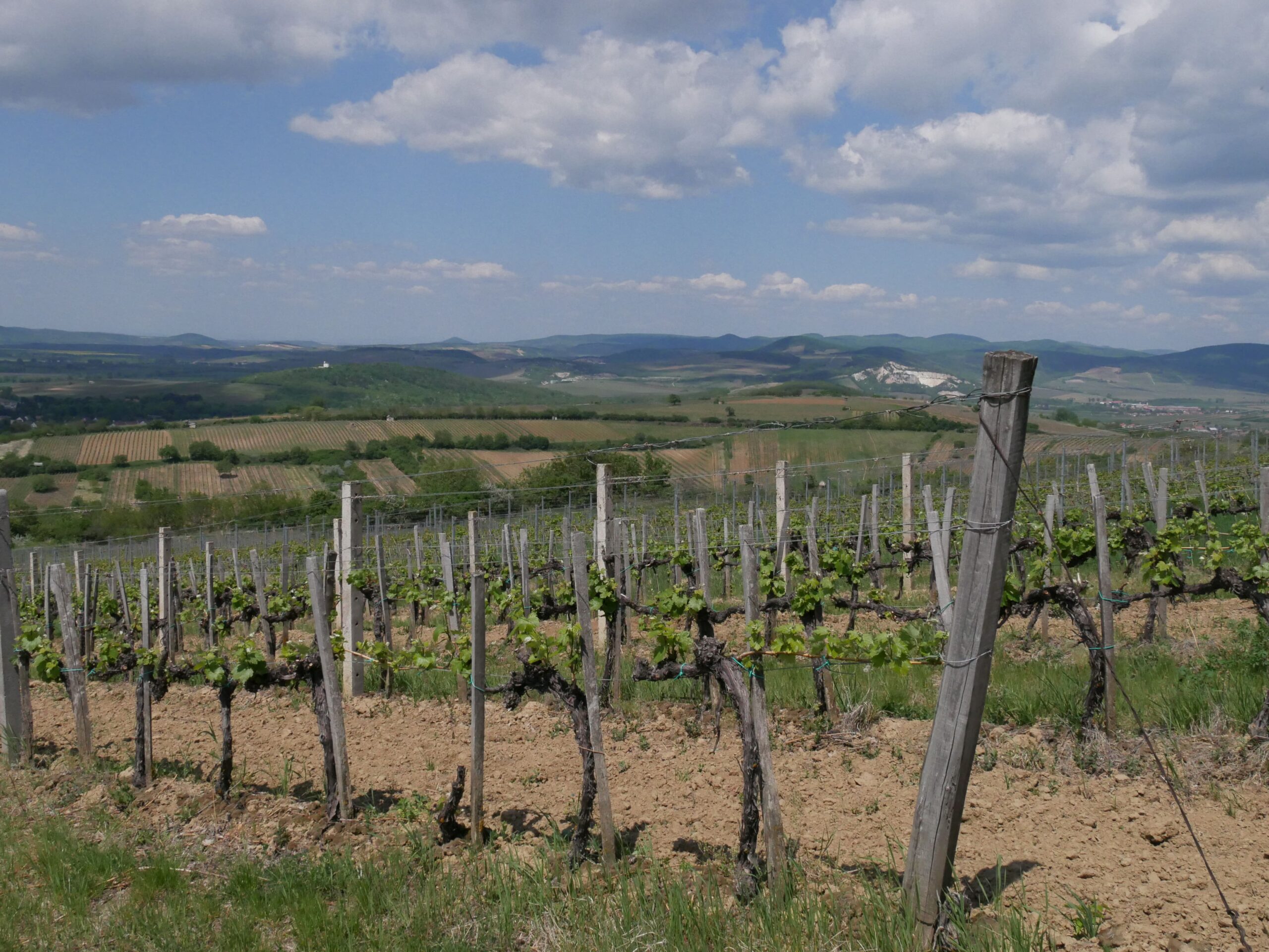 La (Re)naissance du vin de Tokaj – Magyarpart