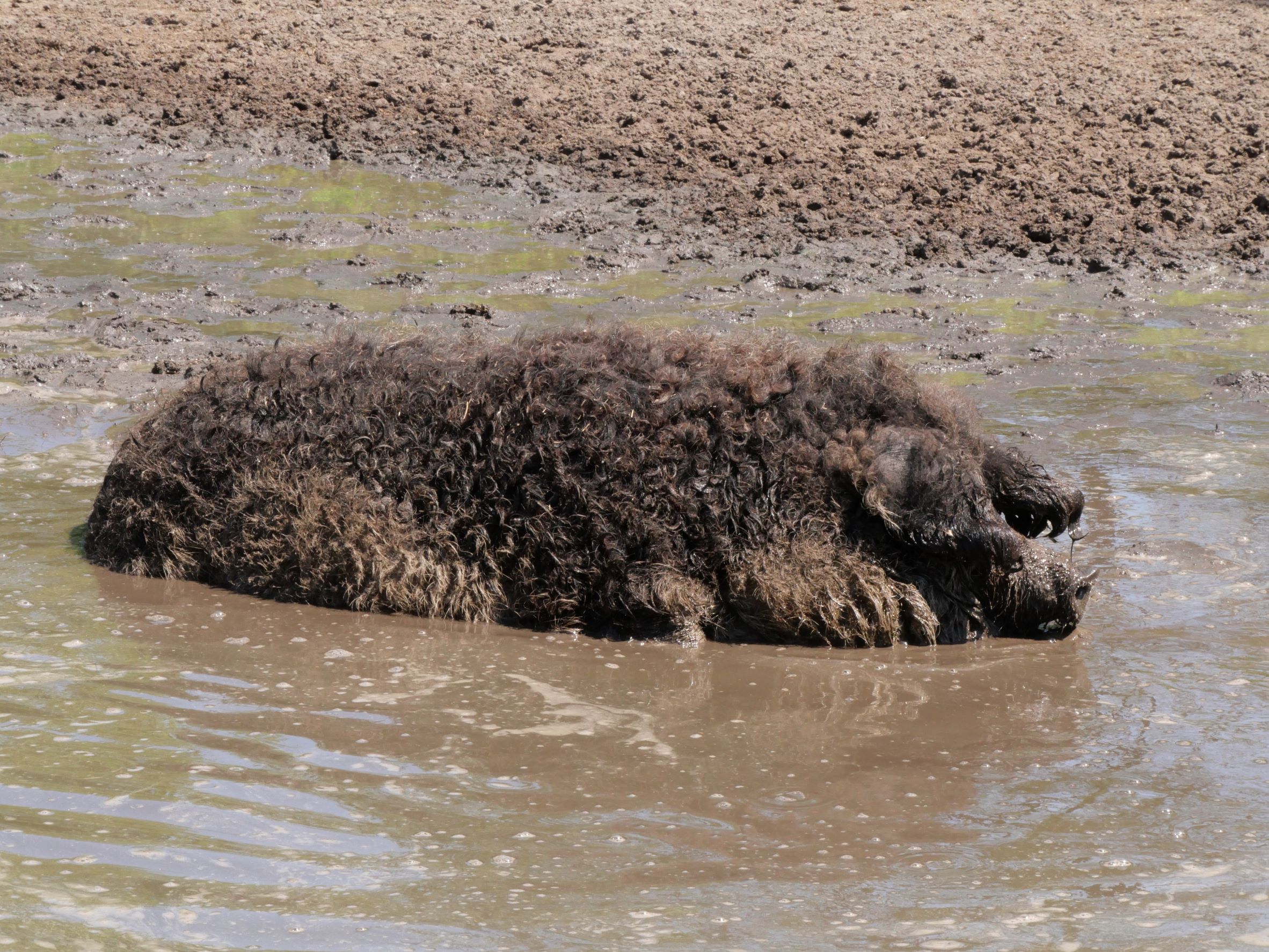 Mangalicas, les cochons chéris de la Hongrie – Magyarpart